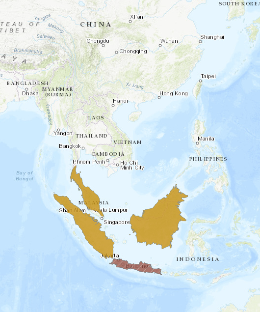 Great Argus - Zoo Guide