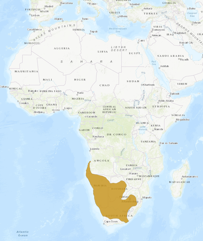 Springbok - Zoo Guide