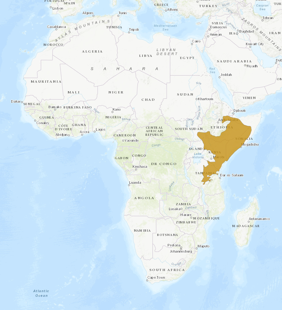 Lesser Kudu - Zoo Guide