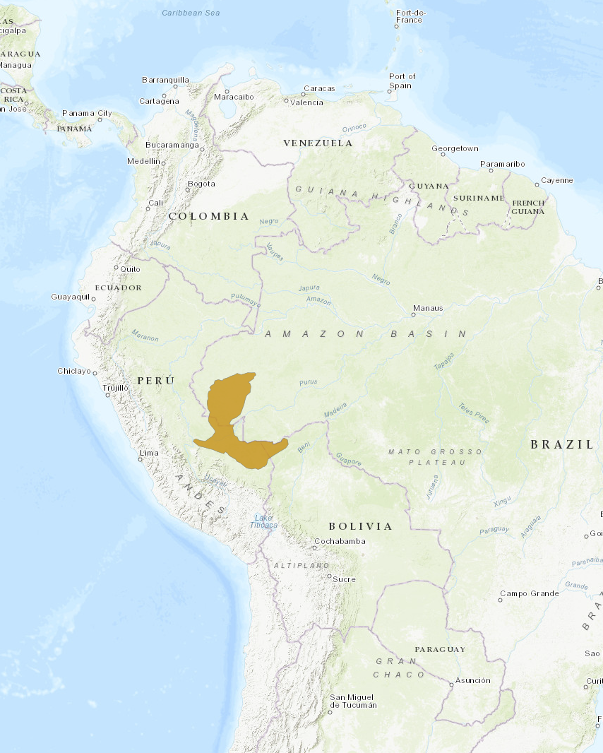 Bearded Emperor Tamarin - Zoo Guide