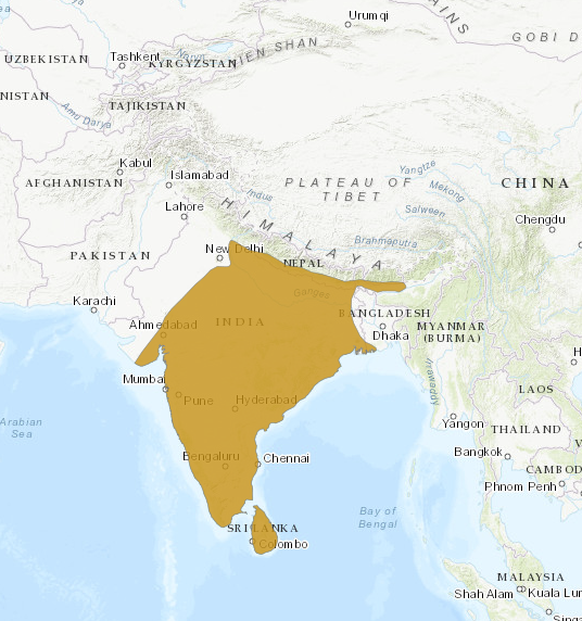Definitive Guide To Axis Deer Facts, Habitat, Conservation Status, Zoo ...