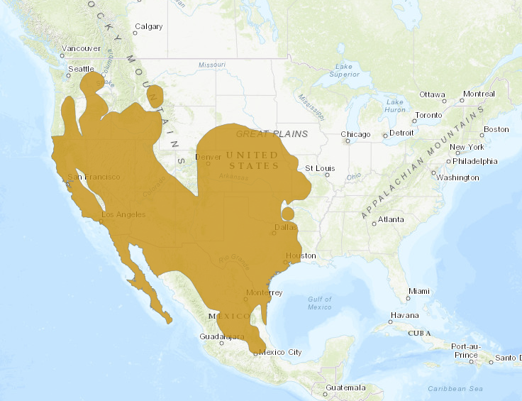 Black-tailed Jackrabbit - Zoo Guide