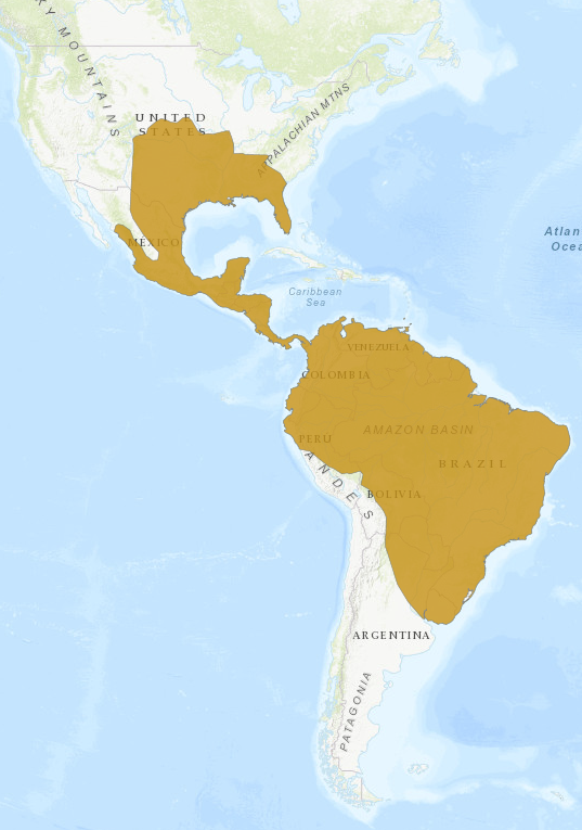 Nine-banded Armadillo - Zoo Guide