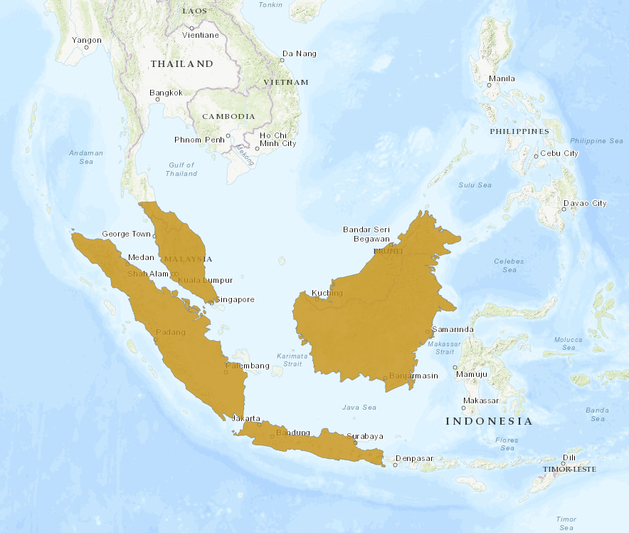 Rhinoceros Hornbill - Zoo Guide