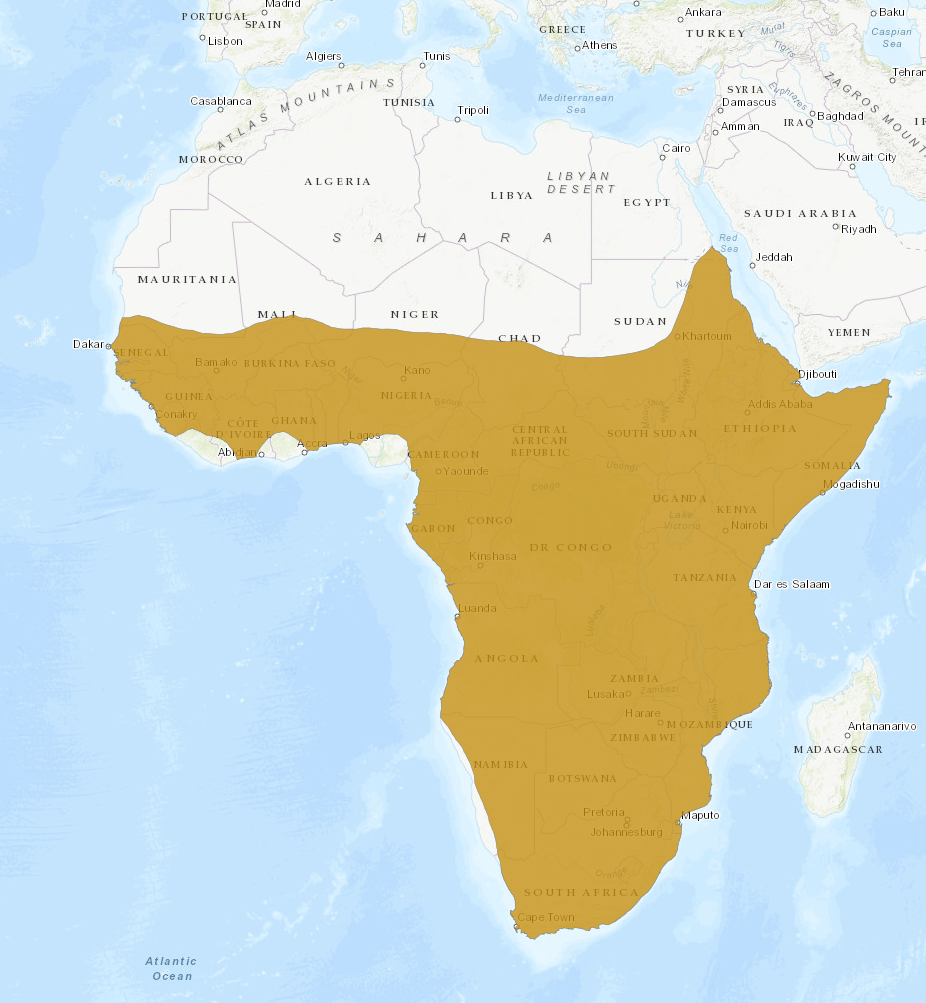 Definitive Guide To Aardvark Facts, Habitat, Conservation Status, Zoo ...