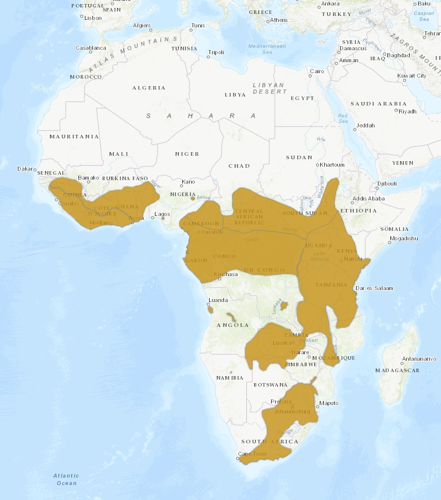 African Buffalo - Zoo Guide