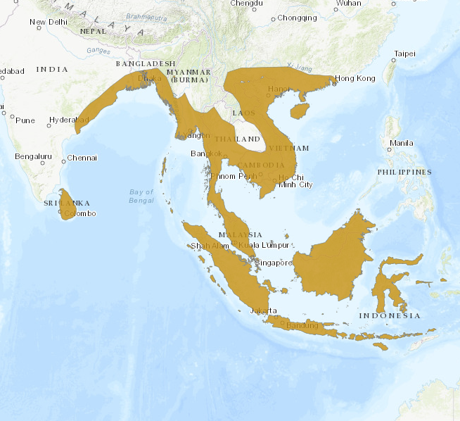 Asian Water Monitor - Zoo Guide