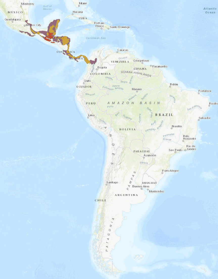 Baird's Tapir - Zoo Guide