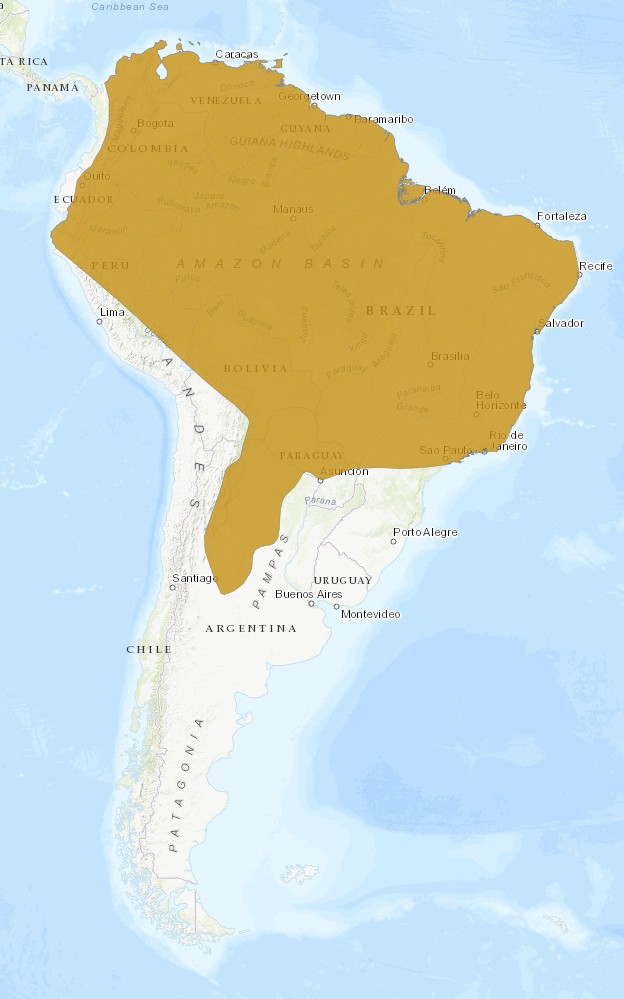 Boa Constrictor Facts, Habitat, Conservation Status, Zoo Populations ...