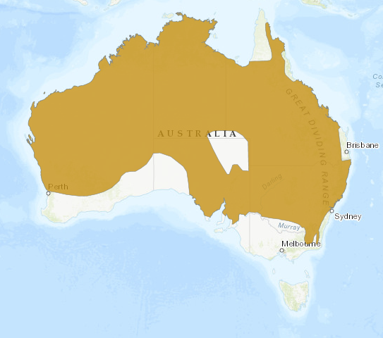 Common Wallaroo - Zoo Guide