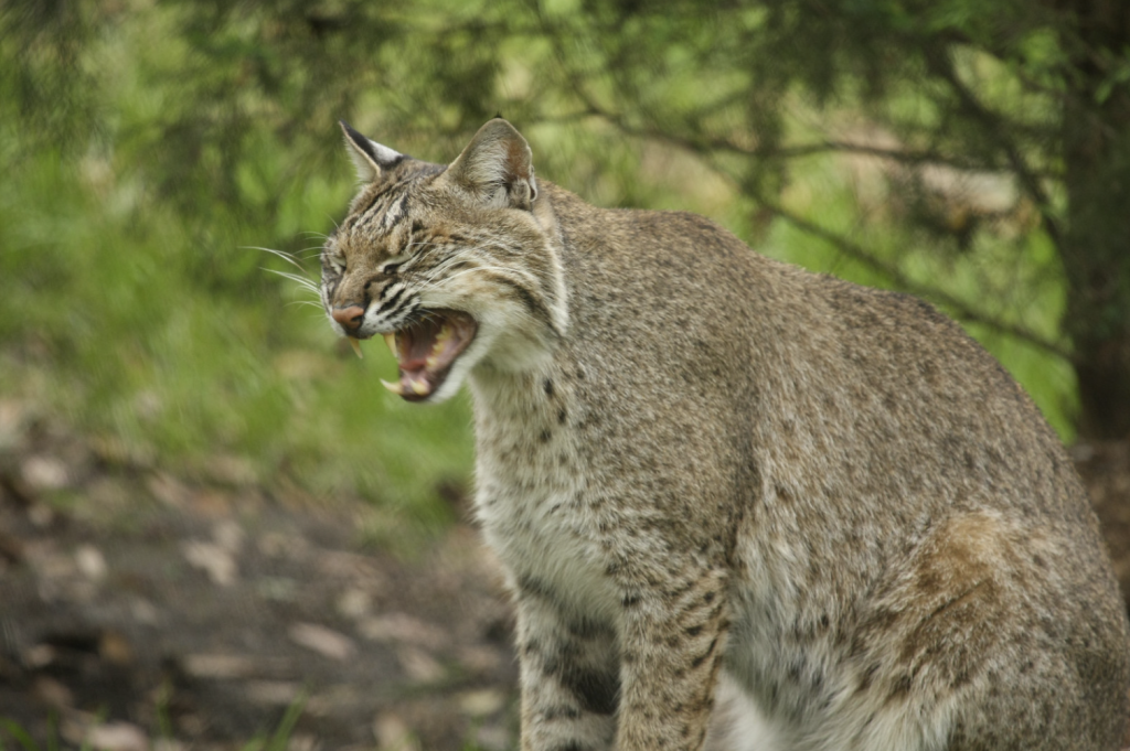 Definitive Guide To Bobcat Facts, Habitat, Conservation Status, Zoo ...