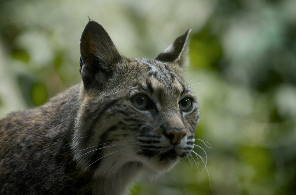 Definitive Guide To Bobcat Facts, Habitat, Conservation Status, Zoo ...