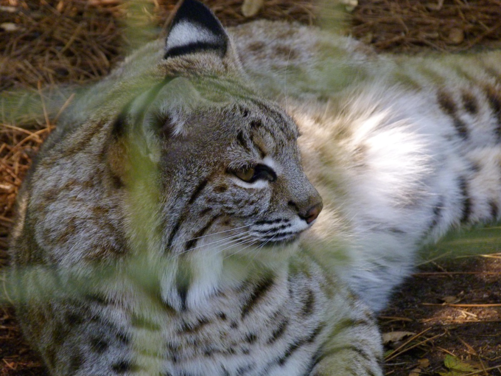 Definitive Guide To Bobcat Facts, Habitat, Conservation Status, Zoo ...