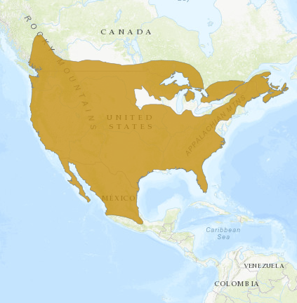 Bobcat Facts, Habitat, Conservation Status, Zoo Populations, Pictures ...