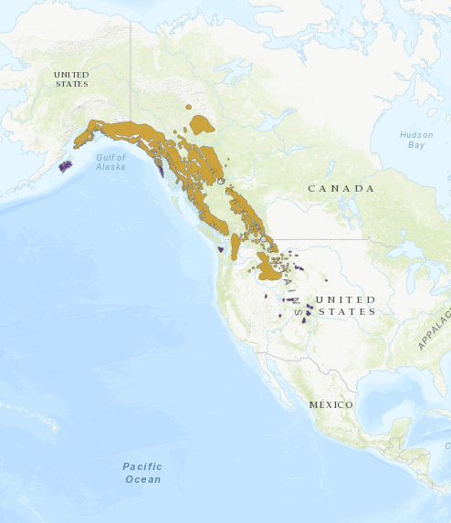 Mountain Goat - Zoo Guide