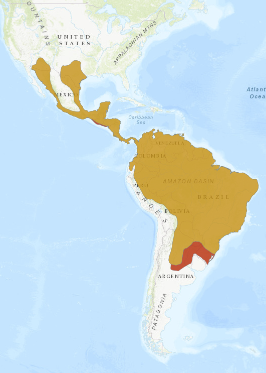 Collared Peccary - Zoo Guide