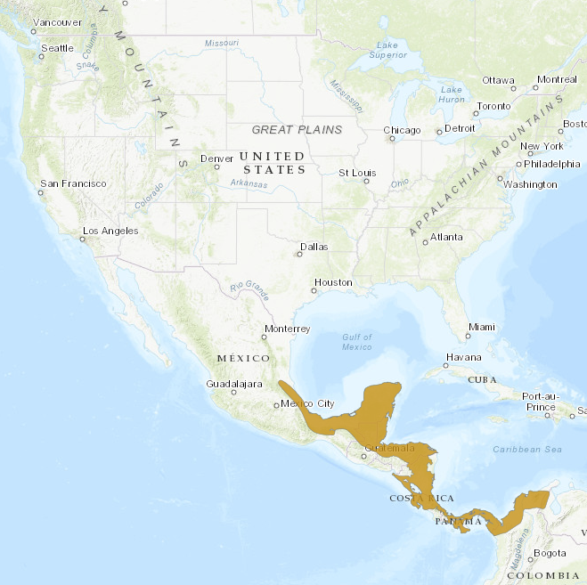Keel-billed Toucan - Zoo Guide