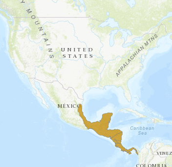 Geoffroy's Spider Monkey - Zoo Guide