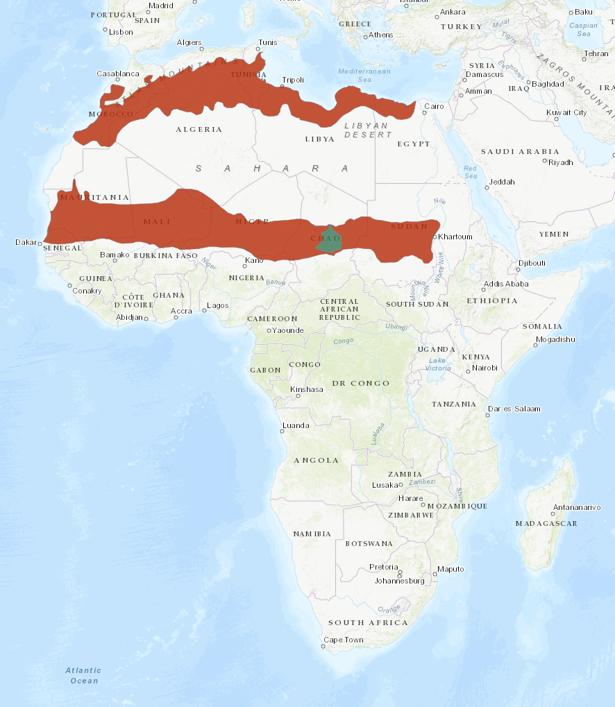 Scimitar-horned Oryx - Zoo Guide