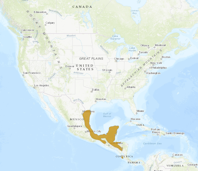 Plain Chachalaca - Zoo Guide