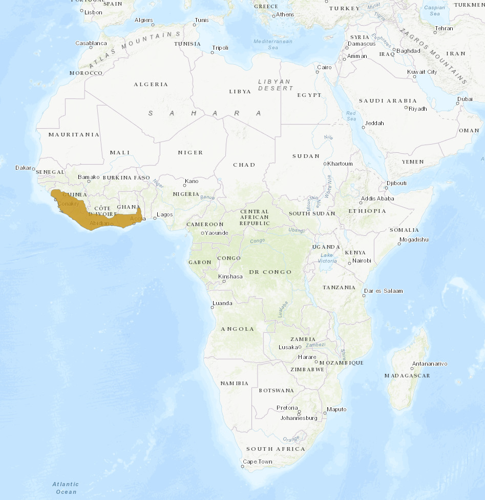 West African Gaboon Viper - Zoo Guide