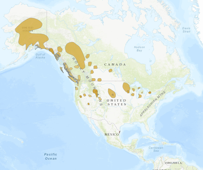 Trumpeter Swan Facts, Habitat, Conservation Status, Zoo Populations ...