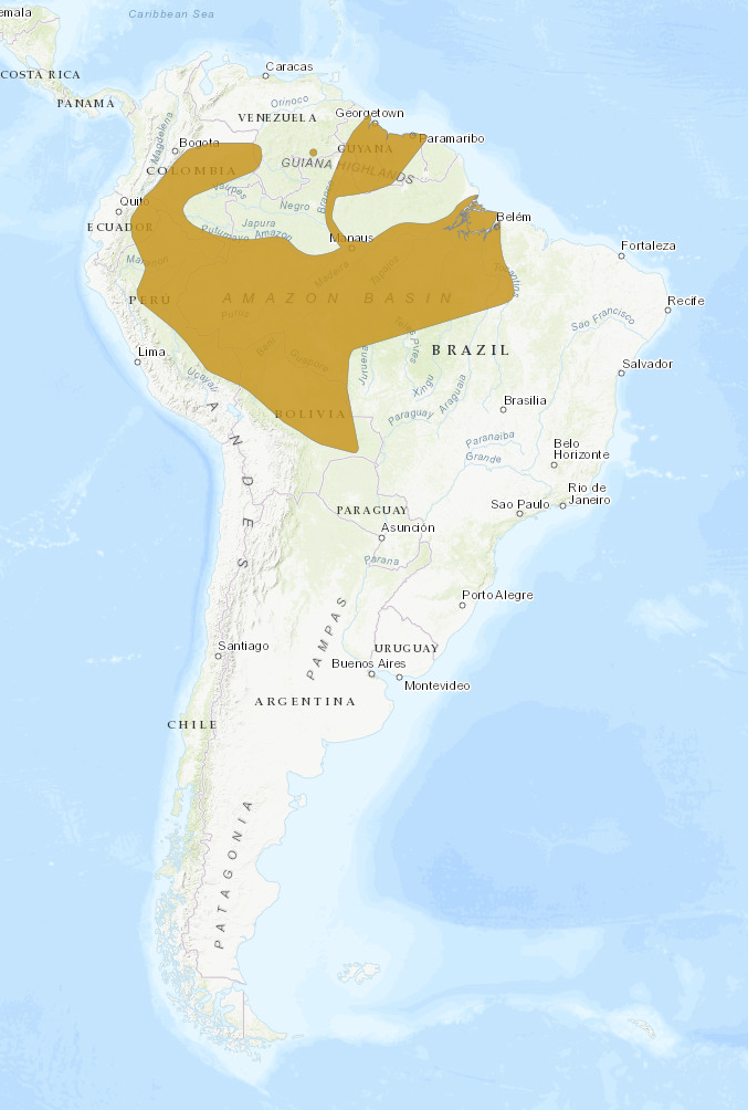 Red-capped Cardinal Facts, Habitat, Conservation Status, Zoo ...