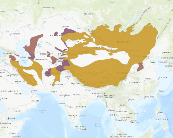 Exploring The Pallas's Cat: Habitat, Diet, And Adaptations To The Cold ...