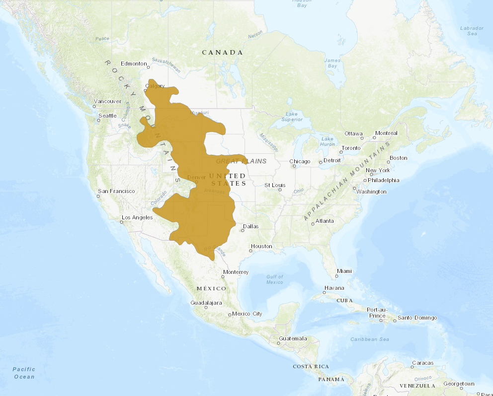 Prairie Rattlesnake Facts, Habitat, Conservation Status, Zoo ...