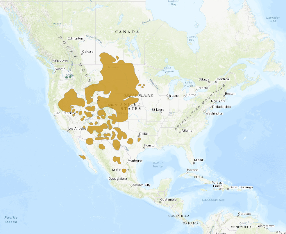 Pronghorn Facts, Habitat, Conservation Status, Zoo Populations ...