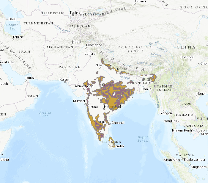 Sloth Bear - Zoo Guide