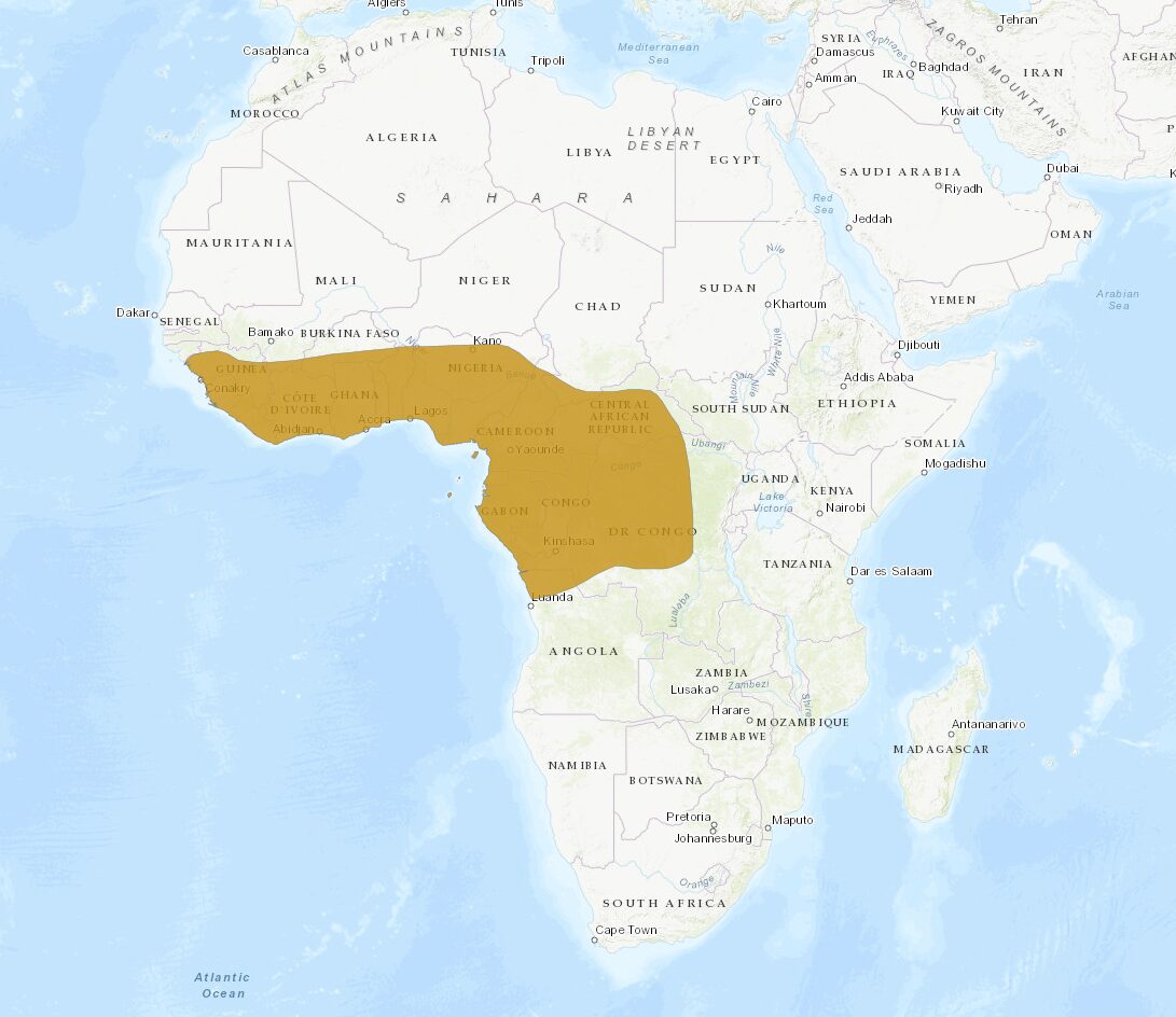 Definitive Guide To African Dwarf Crocodile Facts, Habitat ...
