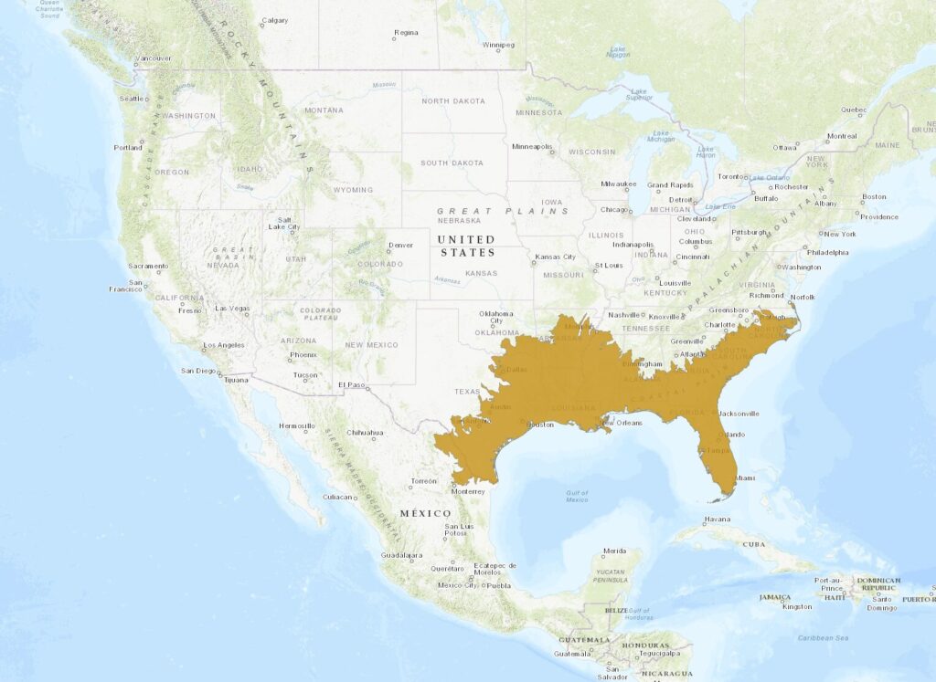 Definitive Guide To American Alligator Facts, Habitat, Conservation ...