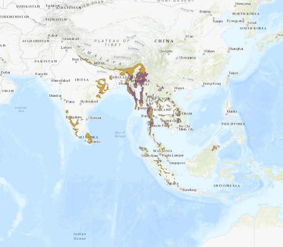 Definitive Guide To Asian Elephant Facts, Habitat, Conservation Status ...