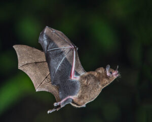 Definitive Guide To Seba's Short-tailed Bat Facts, Habitat ...