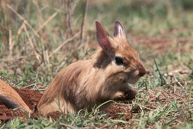 Definitive Guide To Spring Hare Facts, Habitat, Conservation Status ...