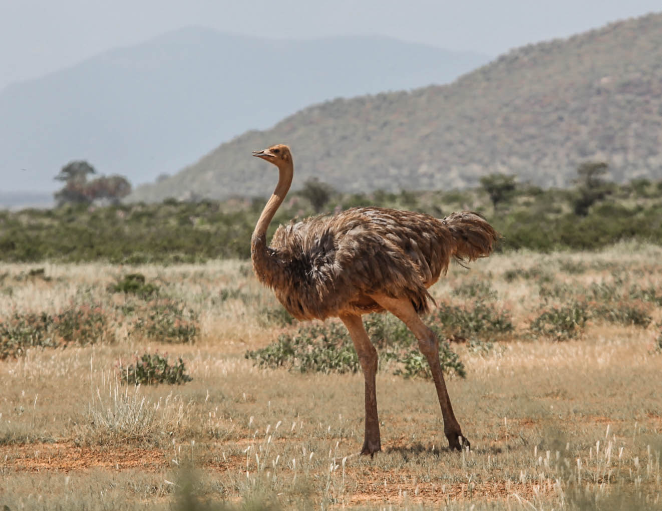 Somali Ostrich - Zoo Guide