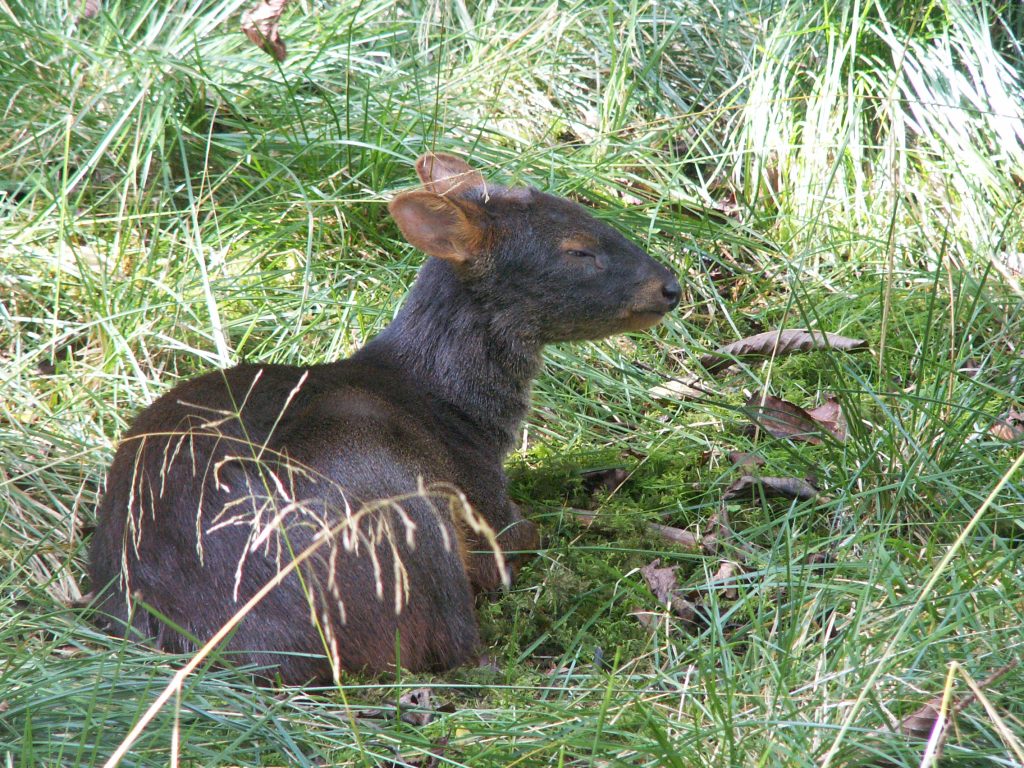 Definitive Guide To Southern Pudu Facts, Habitat, Conservation Status ...