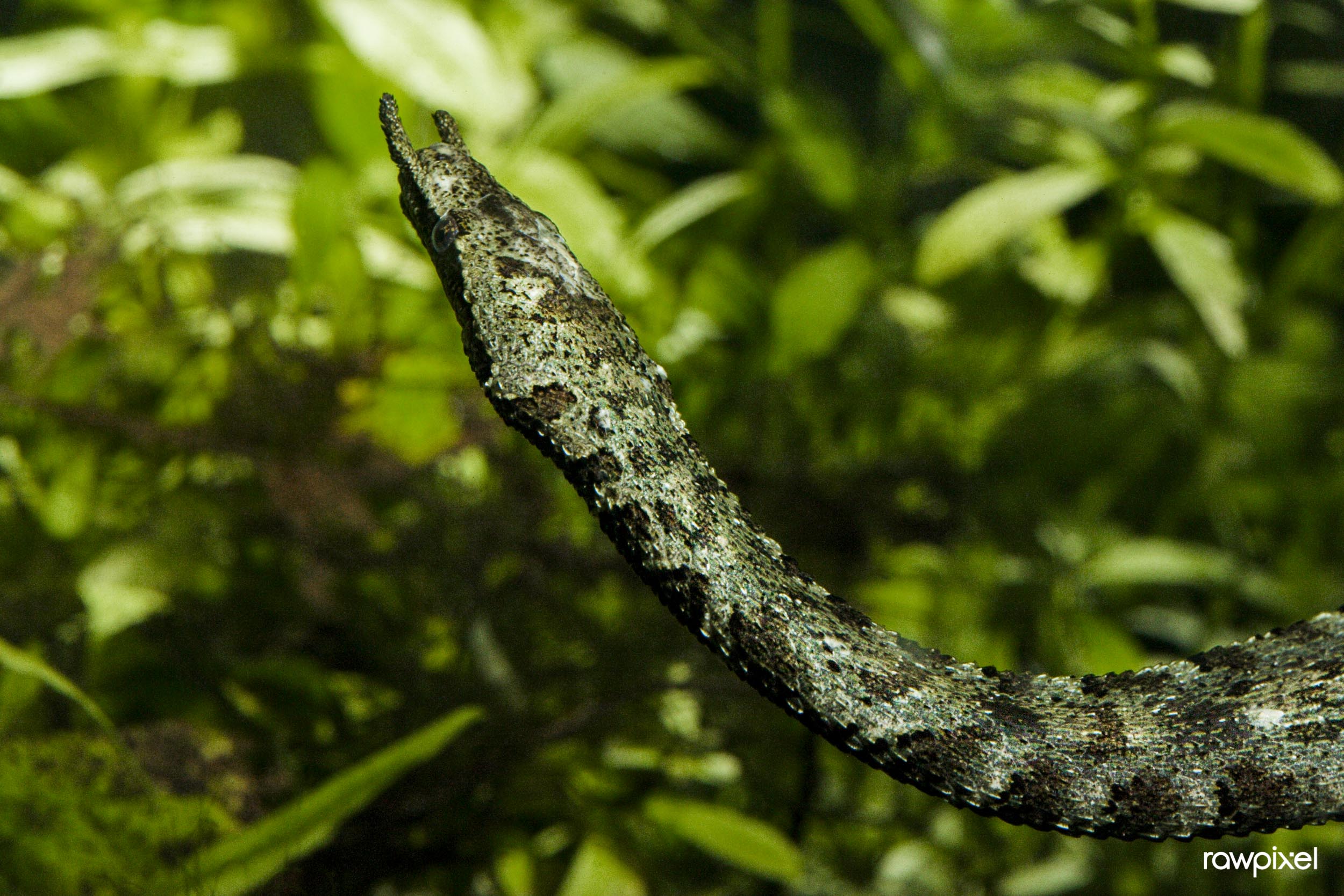 Definitive Guide To Tentacled Snake Facts, Habitat, Conservation Status ...