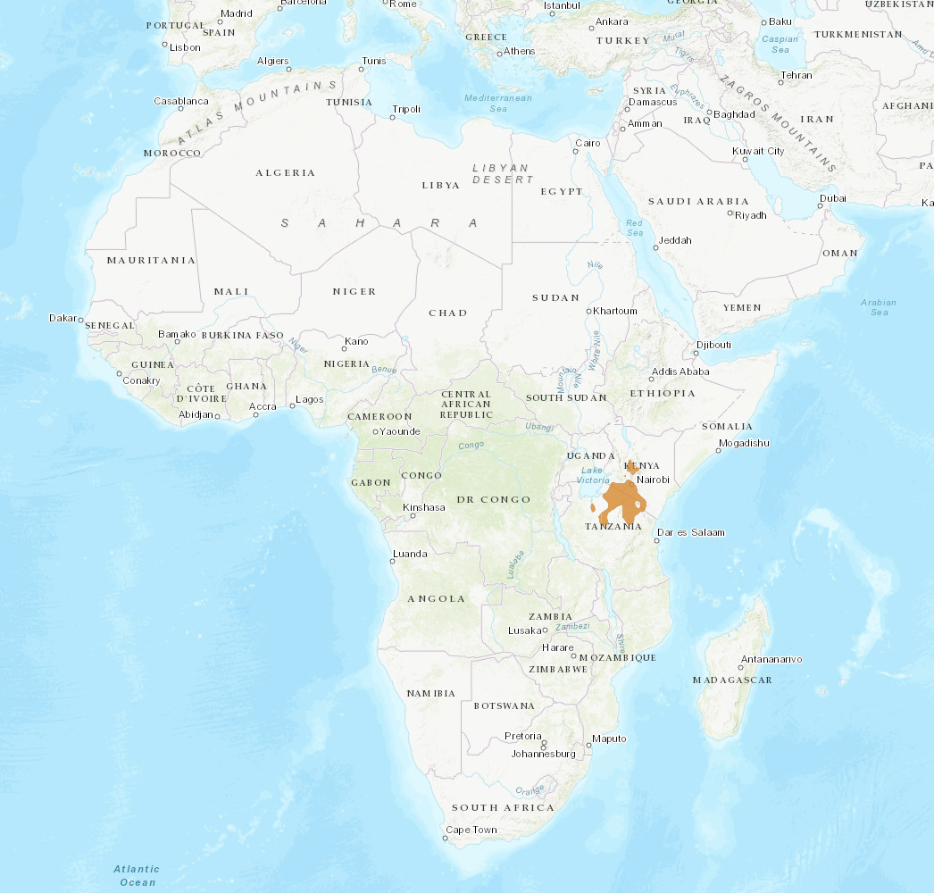 Thomson's Gazelle - Zoo Guide