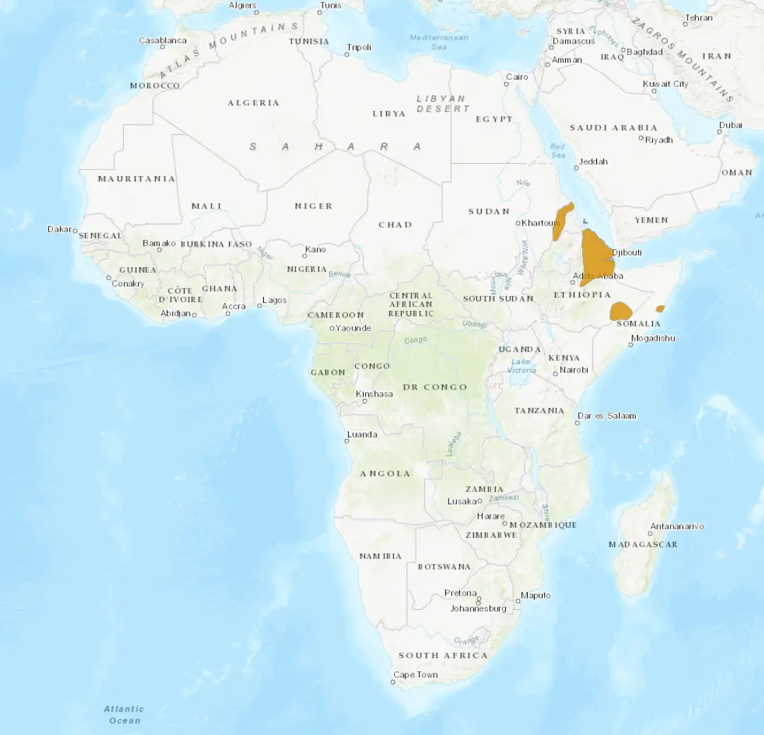 Soemmerring's Gazelle Facts, Habitat, Conservation Status, Zoo ...
