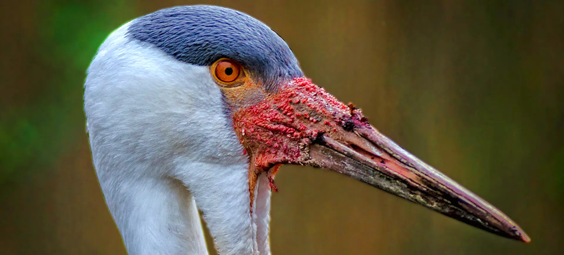 Definitive Guide To Gray Crowned Crane Facts, Habitat, Conservation ...