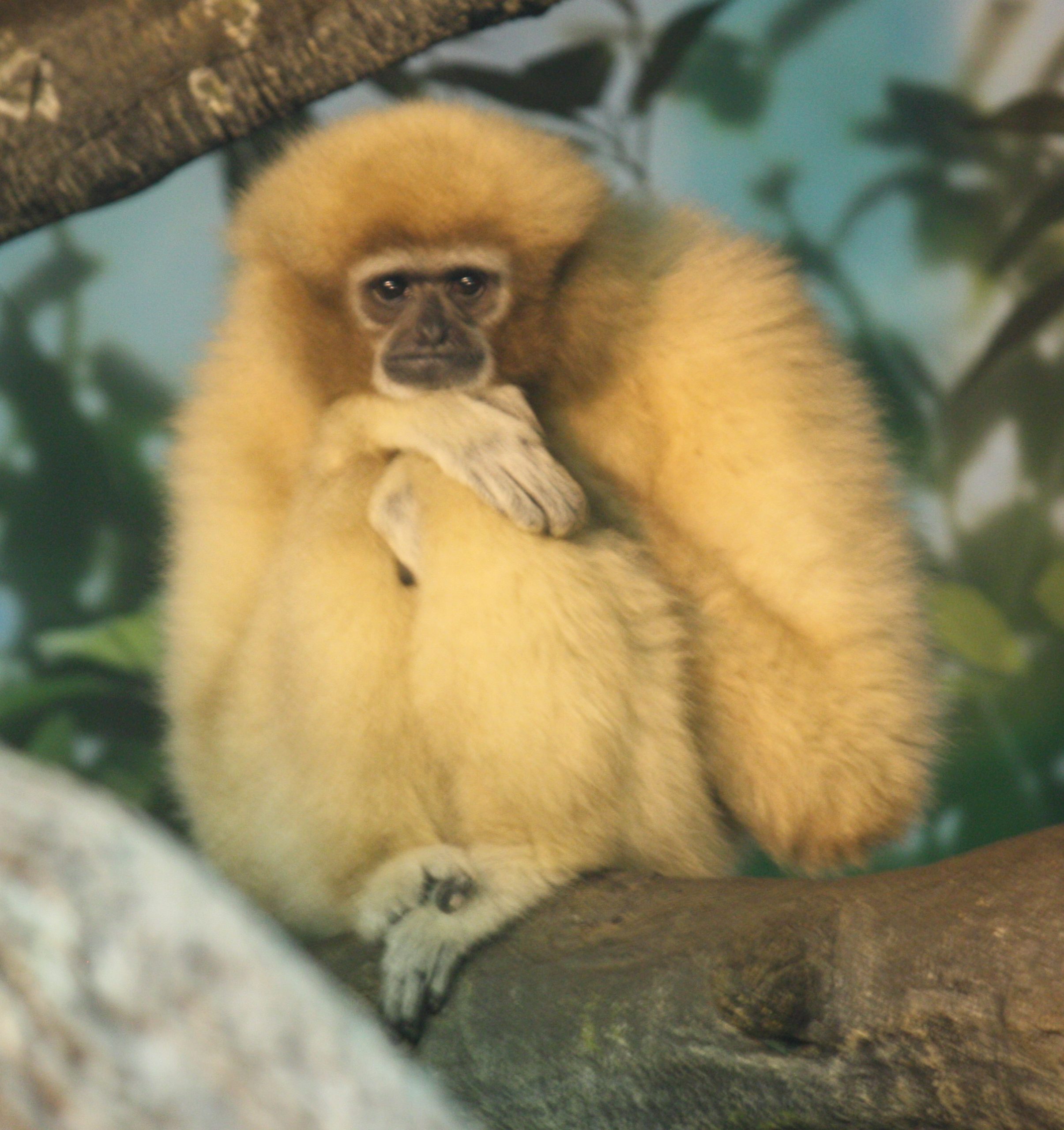 Lar Gibbon - Zoo Guide