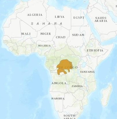 Wolf's Guenon - Zoo Guide
