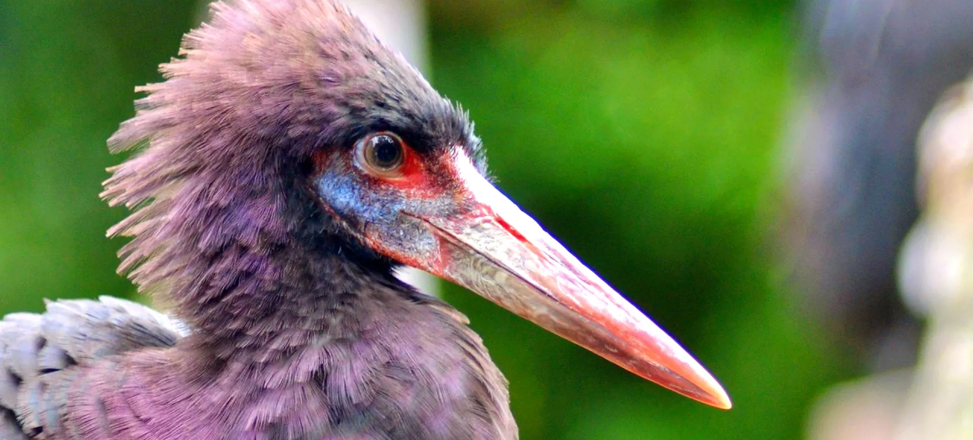 Definitive Guide To Wood Stork Facts, Habitat, Conservation Status, Zoo ...