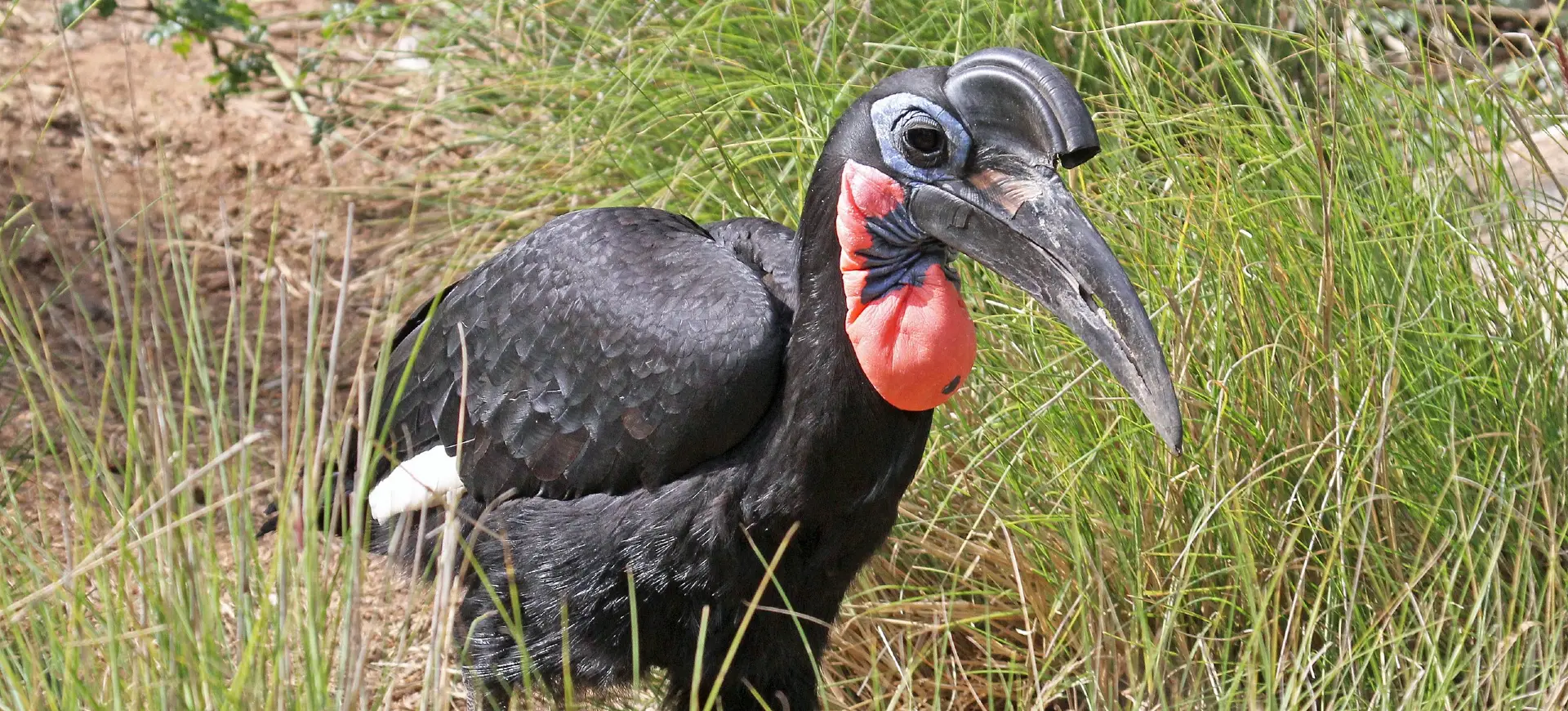 Definitive Guide To Southern Ground Hornbill Facts, Habitat ...