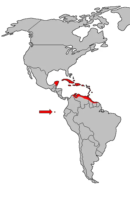 American Flamingo - Zoo Guide