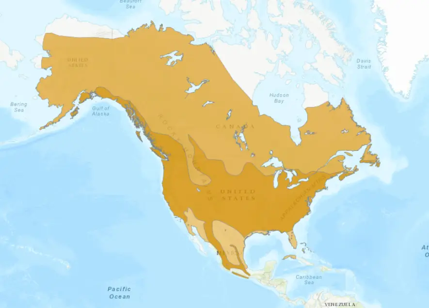 American Robin - Zoo Guide