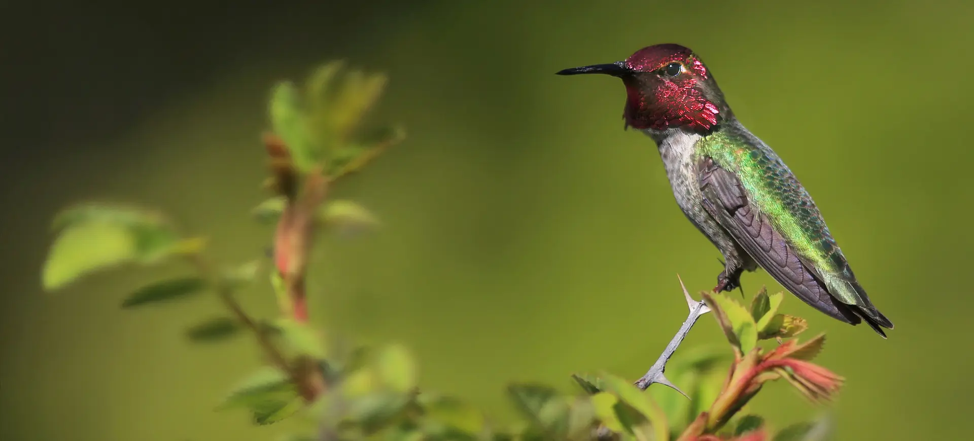 Definitive Guide To Amazilia Hummingbird Facts, Habitat, Conservation ...