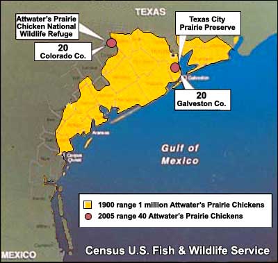 Attwater's Prairie Chicken - Zoo Guide